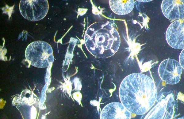 Le plancton, un exemple de vivre ensemble - CAP vers la nature
